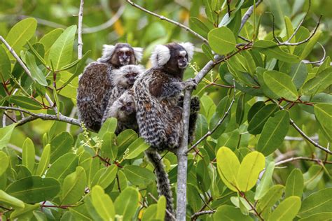 What Is A Marmoset Everything You Need To Know Tynemouth Aquarium