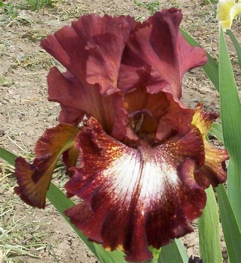 Willow Bend Iris Farm