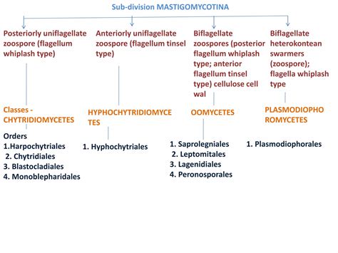 Classification Of Fungi Proposed By Ainsworth 1971 Pptx
