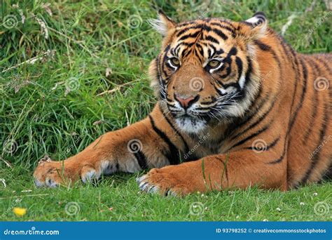 Bengal Tiger Laying In Green Grass At Daytime Picture Image 93798252