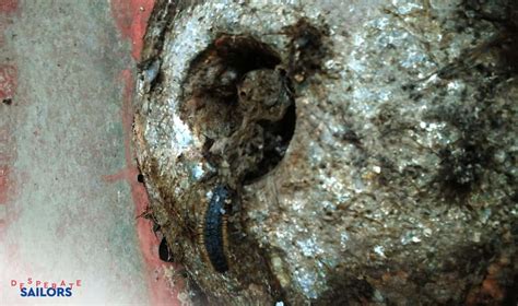 How Do Sacrificial Anodes Work Find Out Everything Here