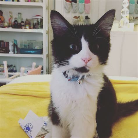 The Cutest Cat Ive Ever Seen Cute Cat Pets Cats