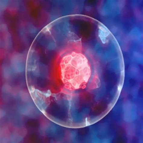 Cell Proliferation Study In Meerut By Ccft Laboratories Private Limited