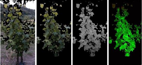 Example Of Canopy Segmentation From Left To Right Original Rgb Image Download Scientific