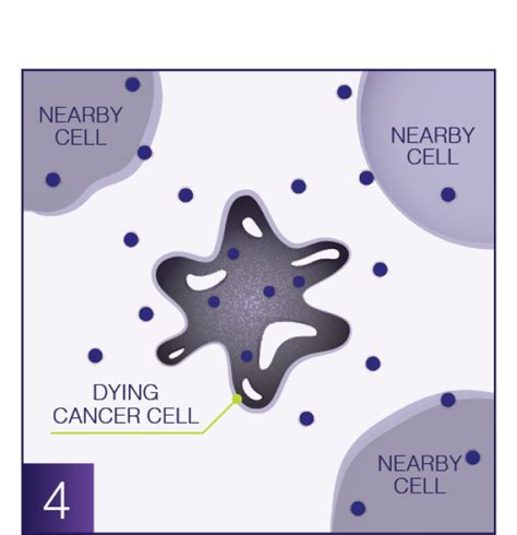 Enhertu® Fam Trastuzumab Deruxtecan Nxki About Enhertu