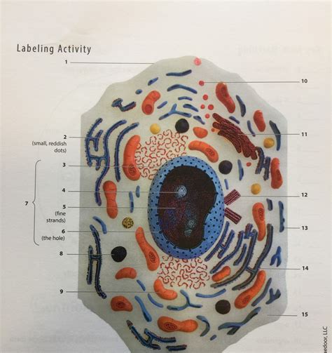 Organelle Labeling Part 1 Diagram Quizlet