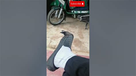 කුරුල්ලා මරේ මරු 😂😂😂 Subscribe Shortvideo Shorts Youtube