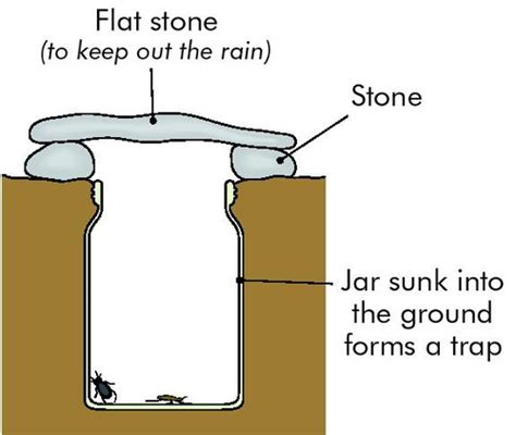 Test Ecology Fieldwork Quizlet