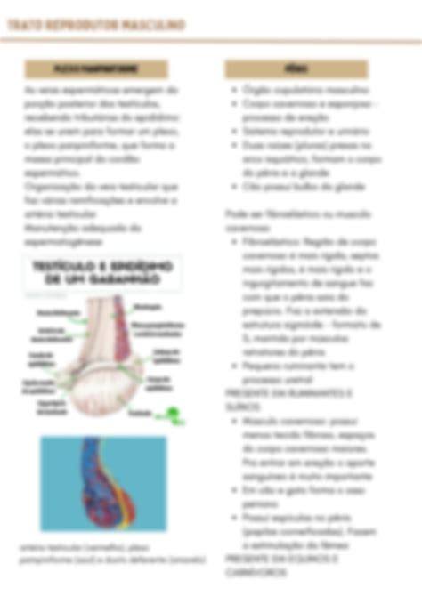 Solution Anatomia Veterin Ria Sistema Reprodutor Masculino Studypool