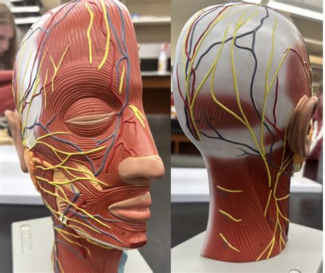 Facial Expression Muscles Diagram Quizlet