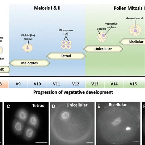 Pollen Development Of The Maize Inbred Line B73 Tracked By The Leaf Download Scientific Diagram