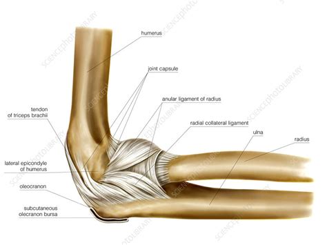 Elbow Joint Diagram