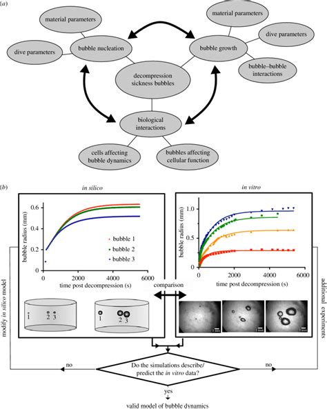 A A Diagram Of The Various Aspects Of Bubble Dynamics That Are