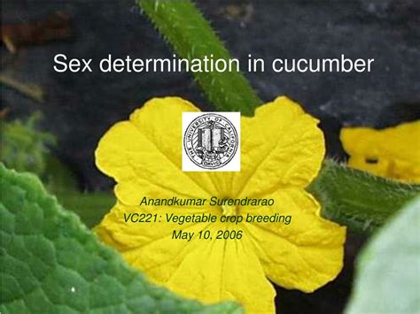 PPT Sex Determination In Cucumber PowerPoint Presentation Free Download ID 3630024