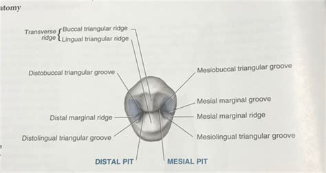 The Premolars Flashcards Quizlet