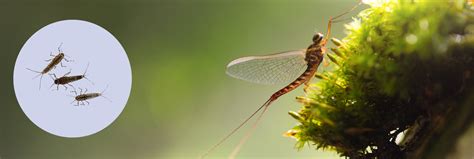 Invertebrate Sampling 2 Stoney Creek Environment Committee