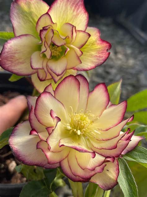 Helleborus X Hybridus Winter Jewels Series Sun Flare Bonsai Plant