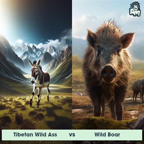 Wild Boar Predator Prey Interactions Fights And Aggressive Behaviors