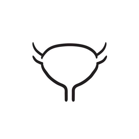Best Bladder Illustrations Royalty Free Vector Graphics And Clip Art