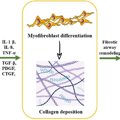 Ipf Pathogenesis Epithelial Cell Damage Leads To Cytokine Secretion
