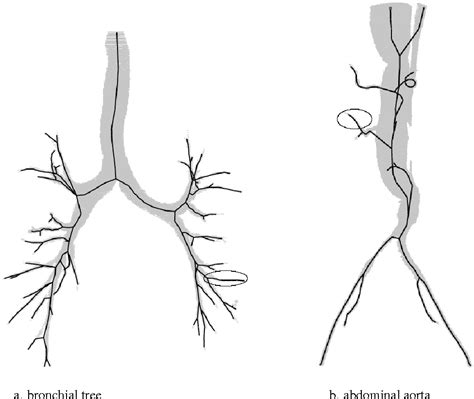 Figure 2 From A Framework For Tubular Organs Segmentation Semantic