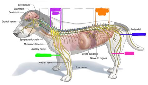 Pns Diagram Quizlet