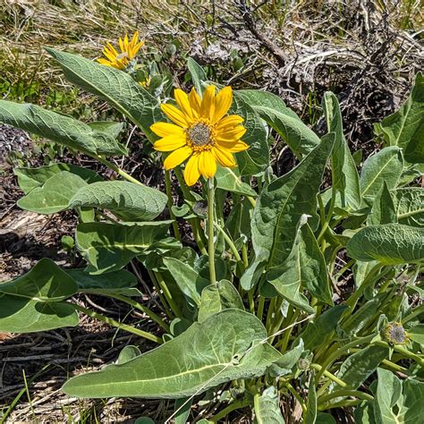 Balsamorhiza Sagittata Arrowleaf Balsamroot Sq Balsamorh Flickr