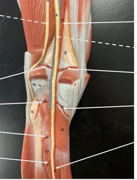 Leg Diagram Quizlet