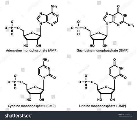 Rna Building Block Structures Ribonucleotides Pictured Stock Vector 107402171 Shutterstock