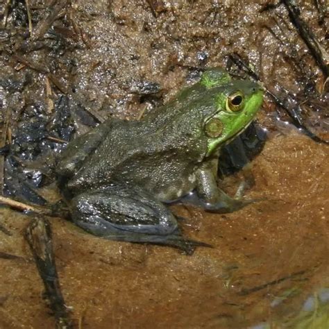 Frogs In Delaware 22 Colorful Species
