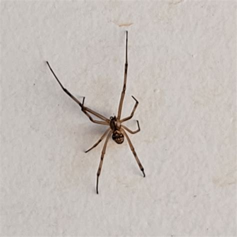 Help With A Spider Dude R Whatisthisbug