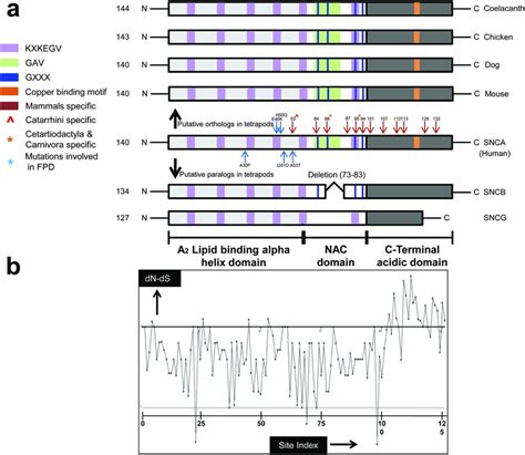 Schematic Representation A Domain Organization Of Snca Protein