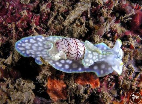 Micromelo Undata Bruguière 1792 Nudi Pixel