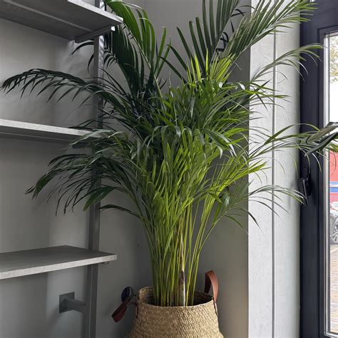 Купить комнатные растения в Минске от 15 руб с доставкой на дом Бутоника