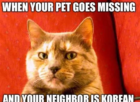 Suspicious Cat Meme