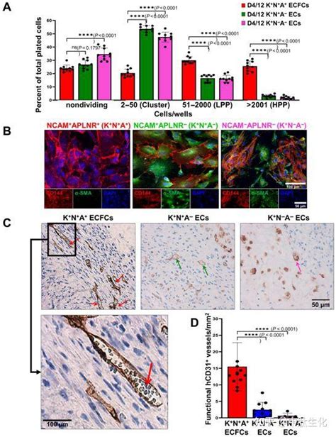 Science子刊：人类诱导性多能干细胞可改善眼部视力和血管健康 知乎
