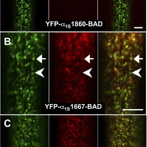 Excitation Contraction Coupling Is Abolished By Streptavidin Binding To Download Scientific