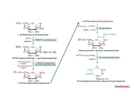 Biosynthesis Of Purine And Pyrimidine Nucleotides Pdf