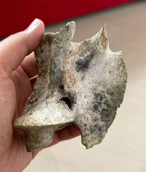 Can You Please Help Me Identifying This Fossil Rbonecollecting
