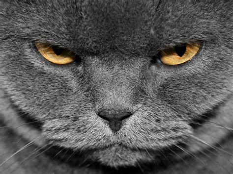 Angry Cat Wallpapers Top Free Angry Cat Backgrounds Wallpaperaccess