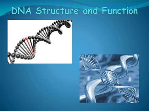 PPT DNA Structure And Function PowerPoint Presentation Free Download ID 2851239