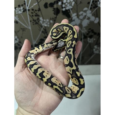 Jual Ball Python Male Pastel Het Clown Ph Pied Shopee Indonesia