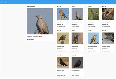 Bird Detector Sensors And Dashboard Dashboards And Frontend Home Assistant Community
