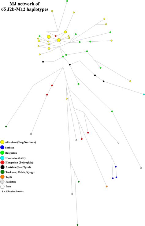 Median Joining Networks Mj Of 65 J2b M12 Haplotypes Constructed The Download Scientific