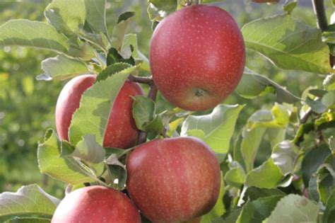 Causes Of Loss Of Riparian Vegetation Earth Sciences New Zealand Niwa