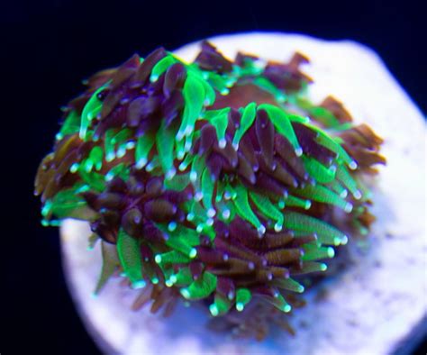 Sonic The Hedgehog Galaxea