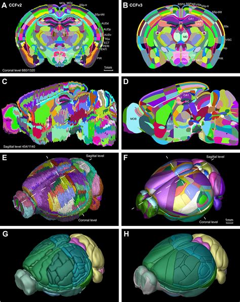 The Allen Mouse Brain Common Coordinate Framework A 3d Reference Atlas