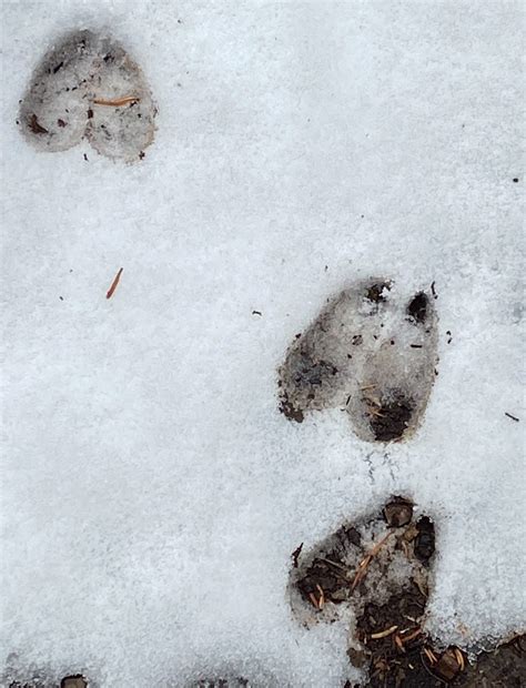 Mule Deer Buck Tracks