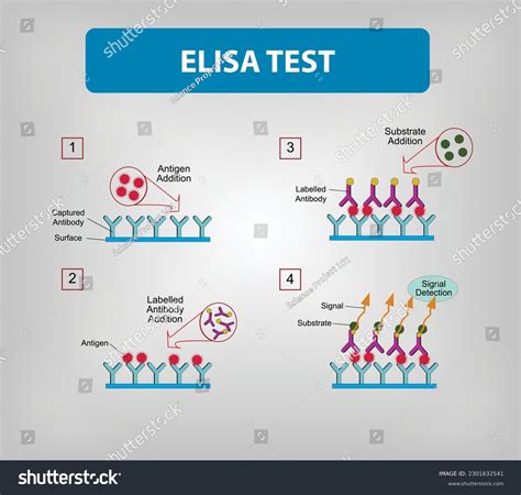 Competitive Elisa Over 21 Royalty Free Licensable Stock Vectors And Vector Art Shutterstock