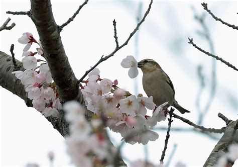 のんびり野鳥記 ニュウナイスズメの桜の花絡み